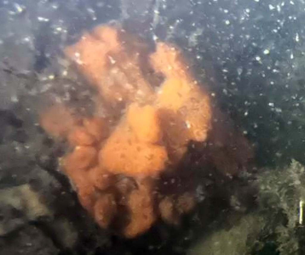 Dead Man’s Fingers - Alcyonium digitatum - Diving guru | Marine life