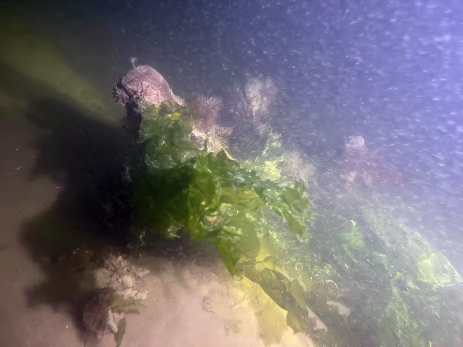 Sea Lettuce (Ulva lactuca) - Diving guru | Marine life
