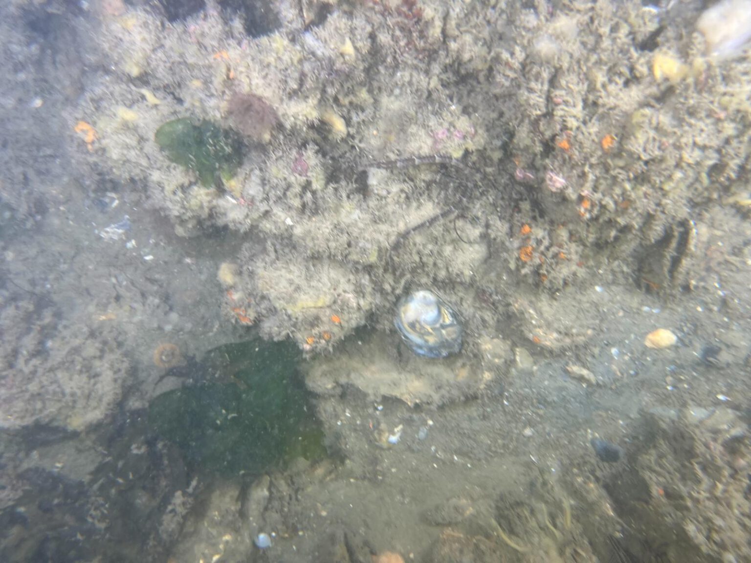 Algae and Seaweeds (Macroalgae) - Diving Guru