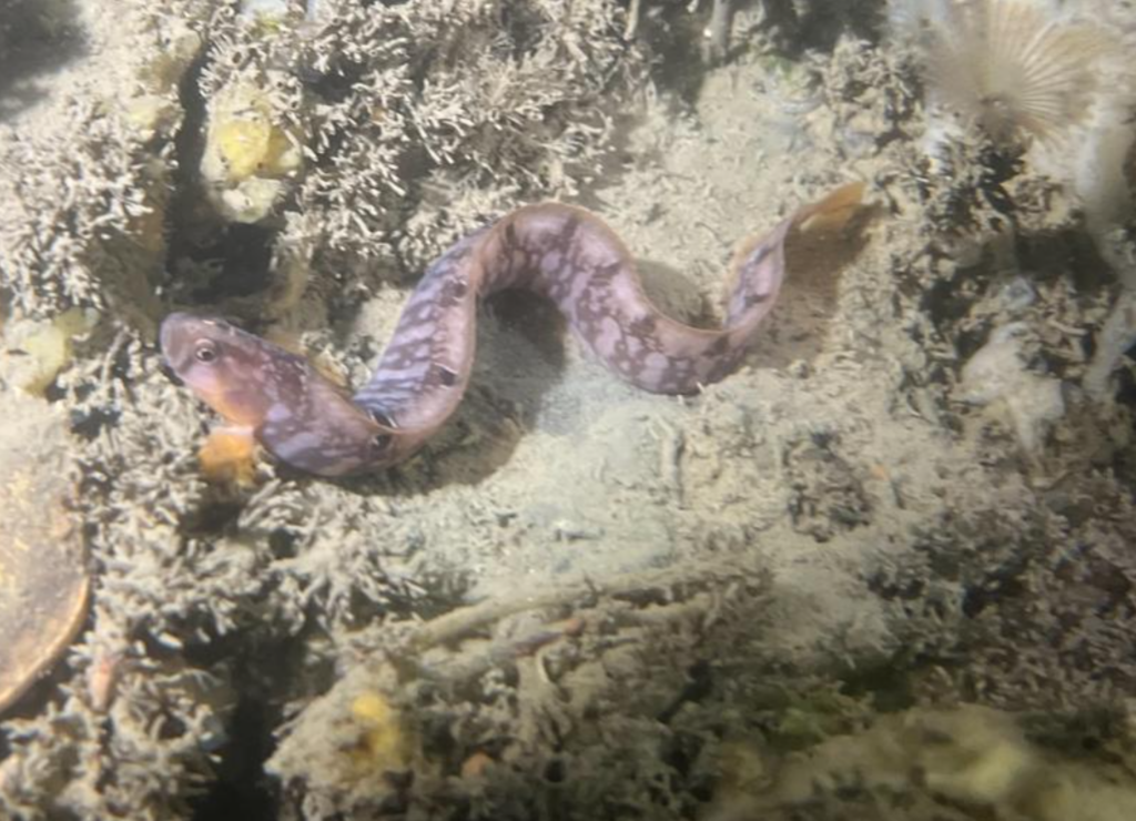 Rock Gunnel (Pholis gunnellus ) - Botervis - Diving guru | Marine life