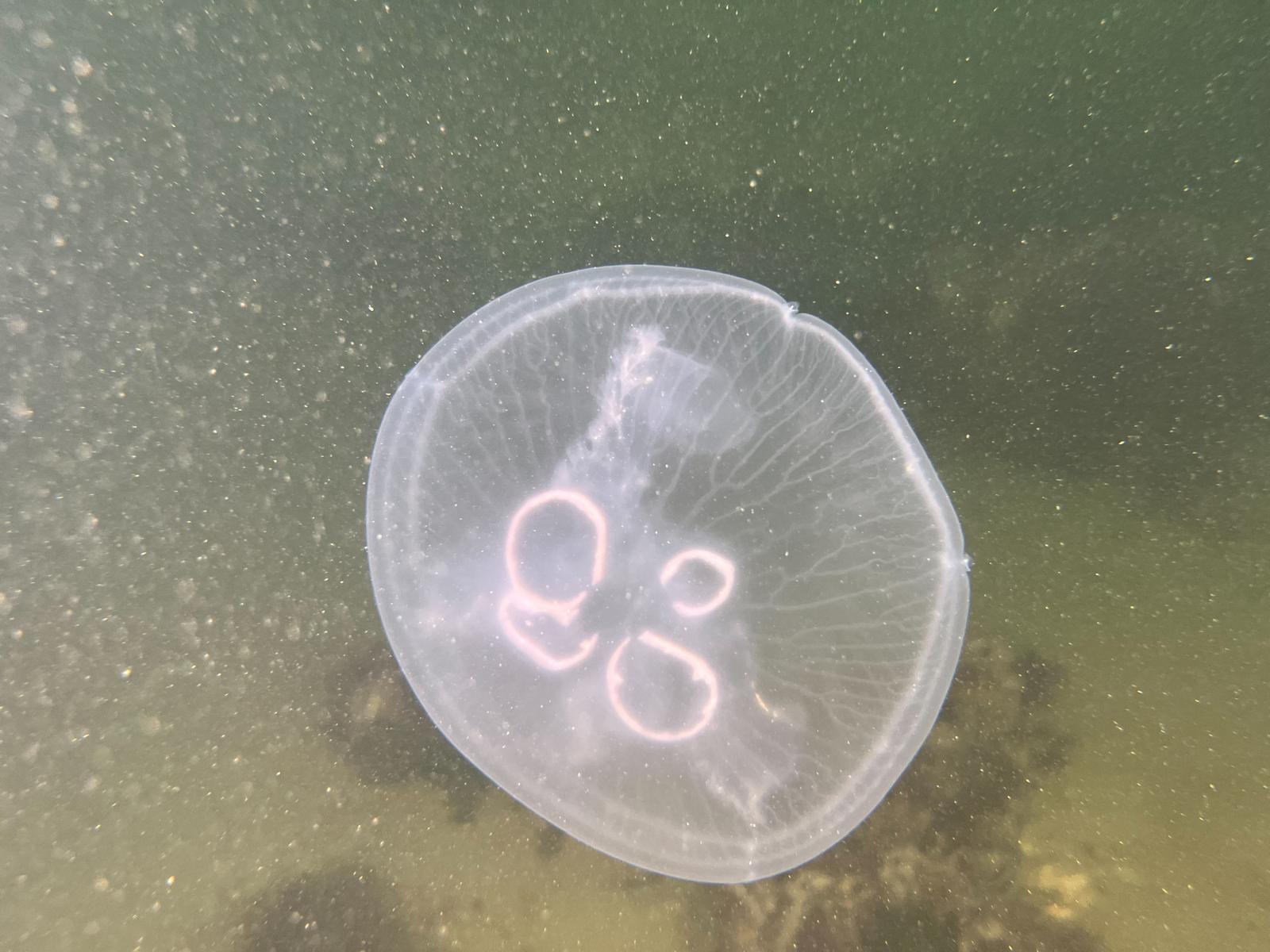 Cnidarians (Cnidaria) - Diving Guru