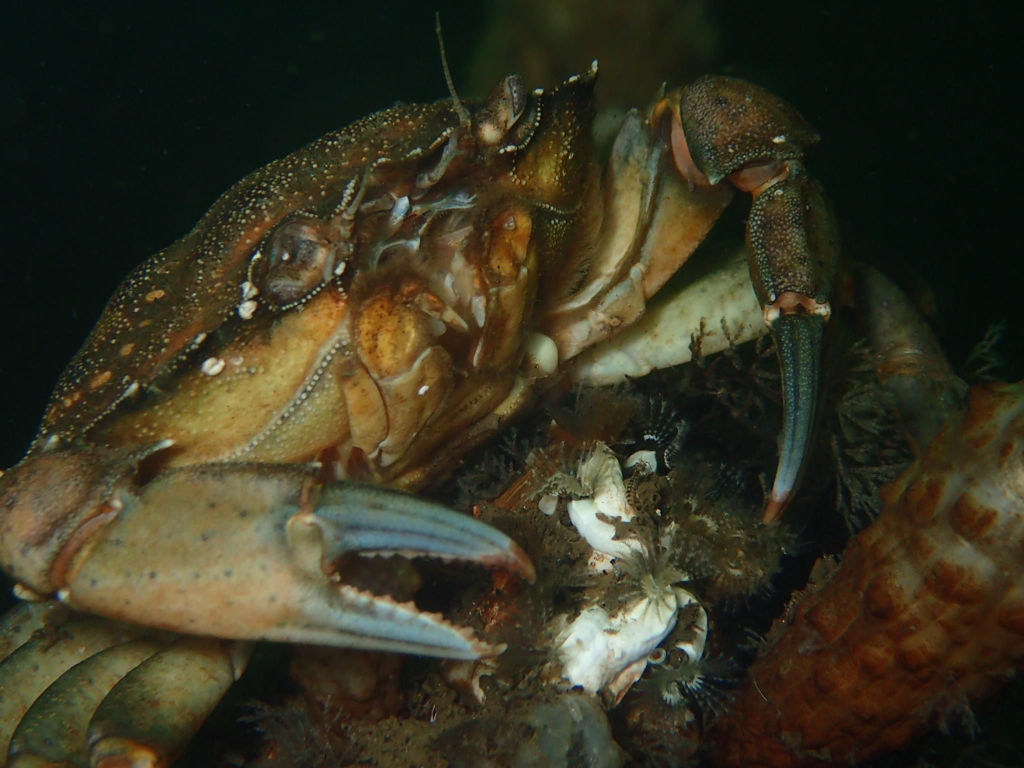 Edible Crab - Cancer pagurus - Diving guru | Marine life