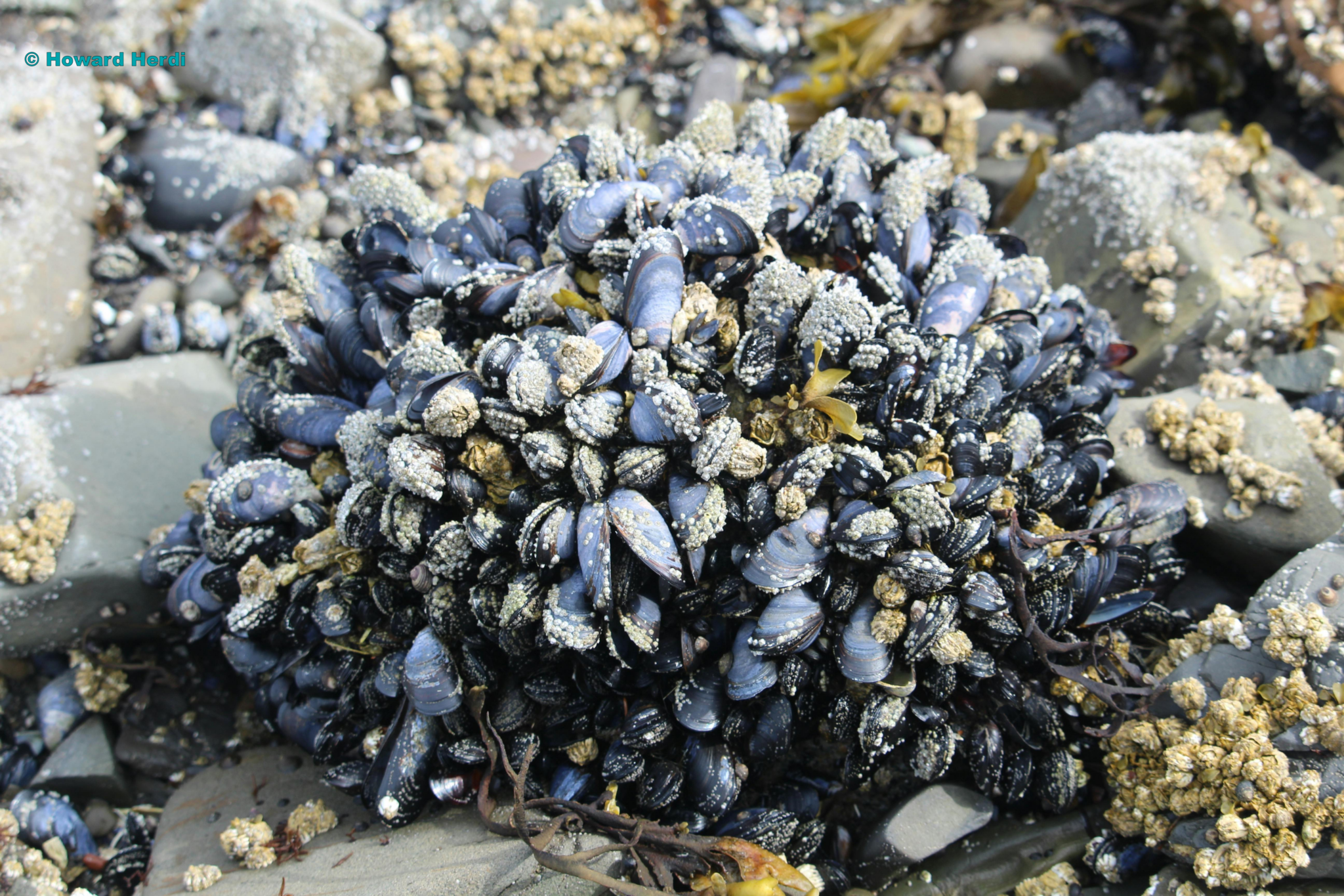 Blue Mussels - Mytilus edulis - Diving guru | Marine life