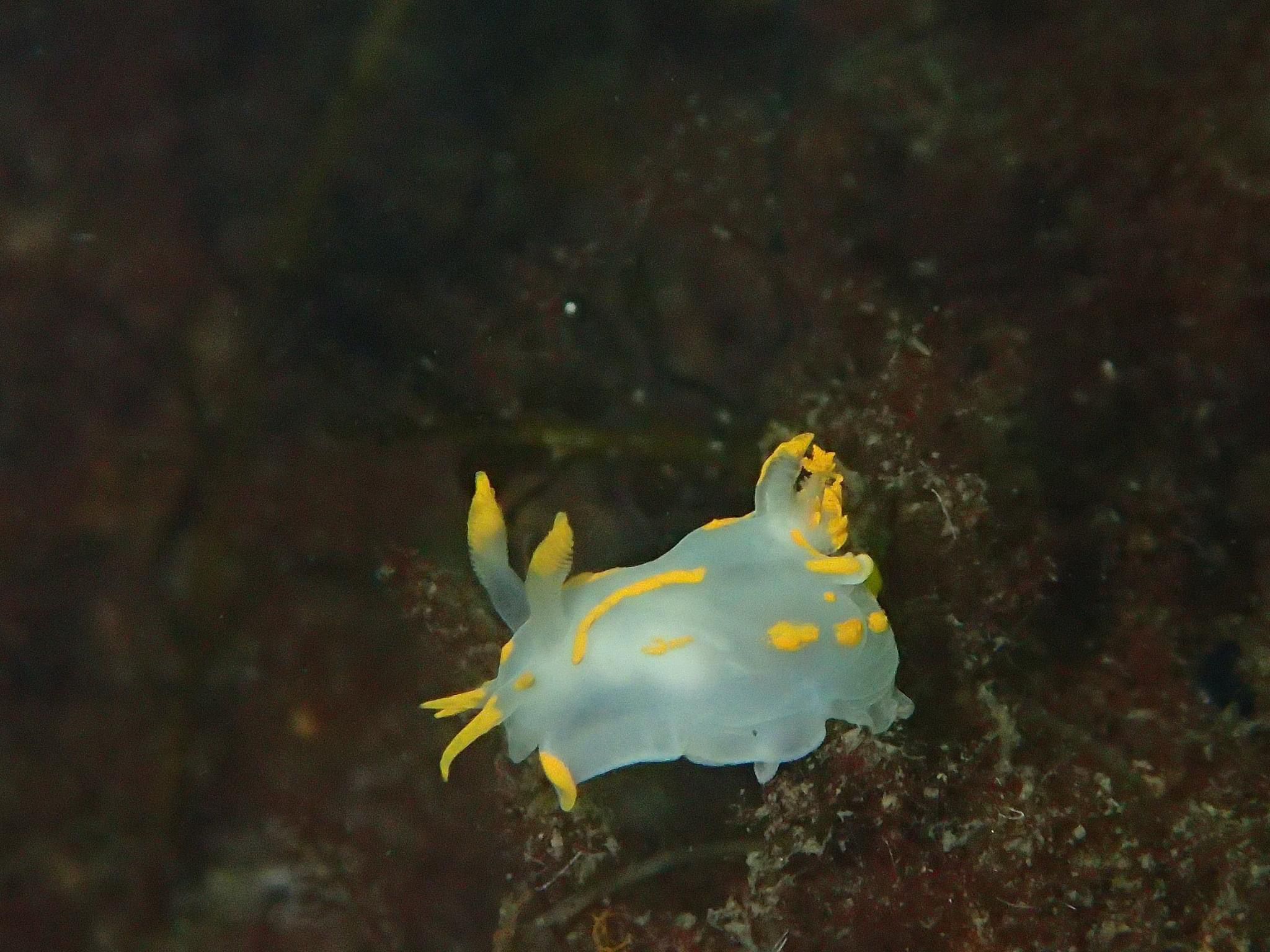 Harlequin Slug (Polycera quadrilineata) - Diving guru | Marine life