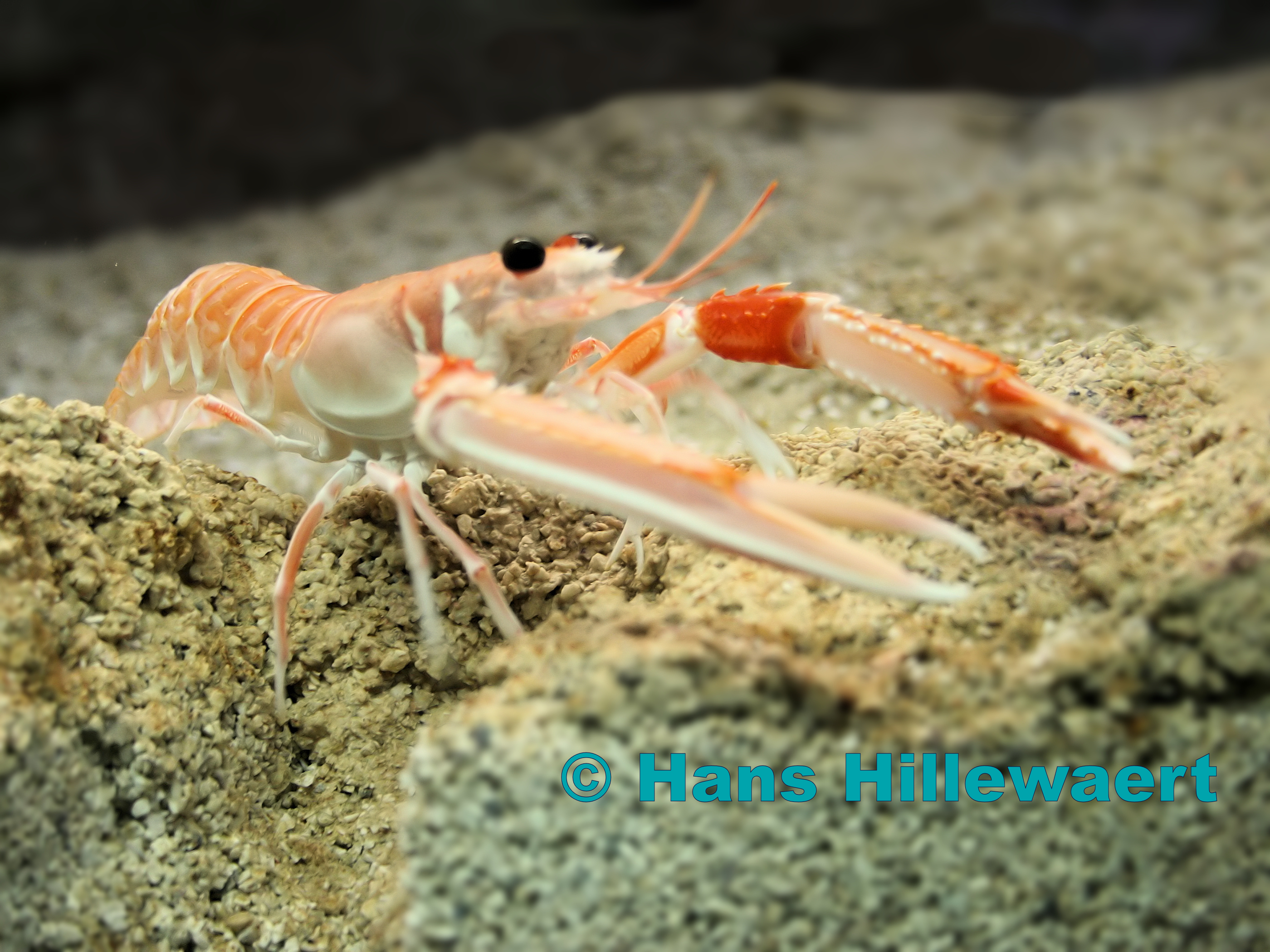 Norway Lobster (Nephrops norvegicus) - Diving guru | Marine life