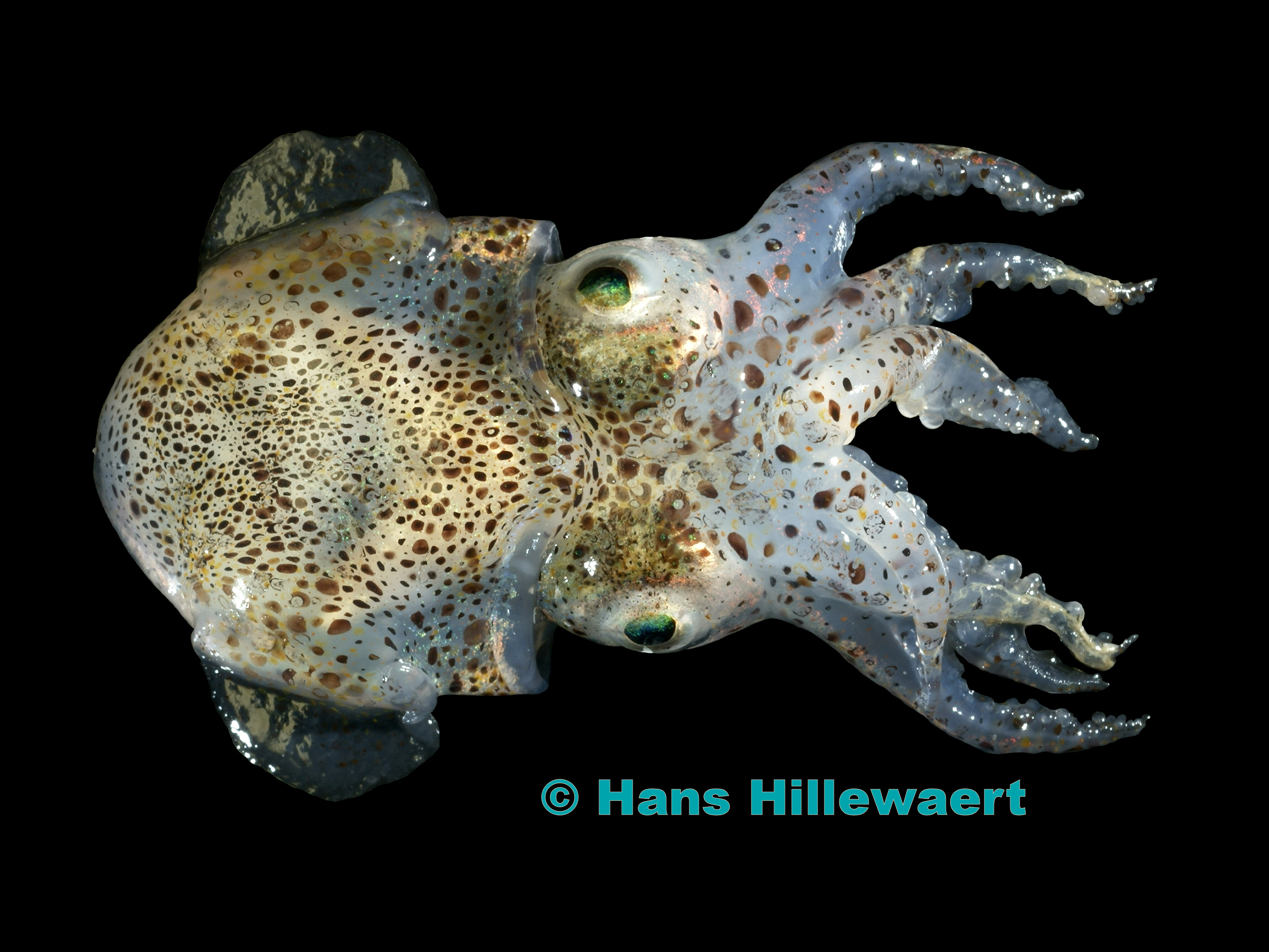 Bobtail Squid - Diving guru | Marine life