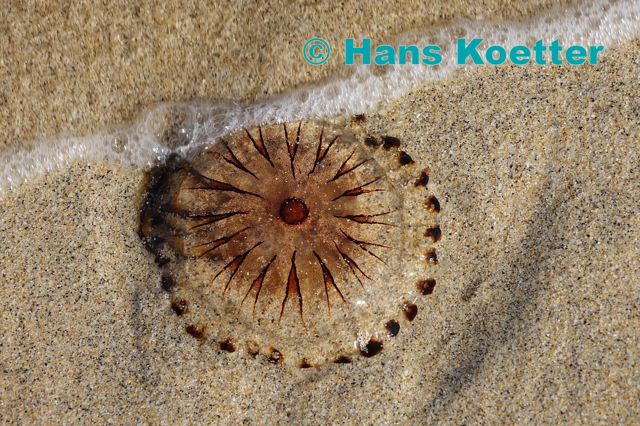 Compass Jellyfish (Chrysaora hysoscella) - Diving guru | Marine life