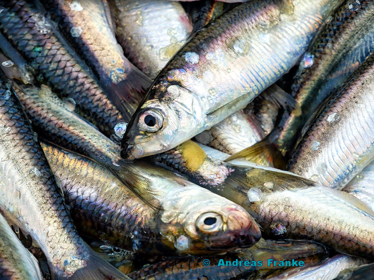 Herring (Clupea harengus) - Diving guru | Marine life