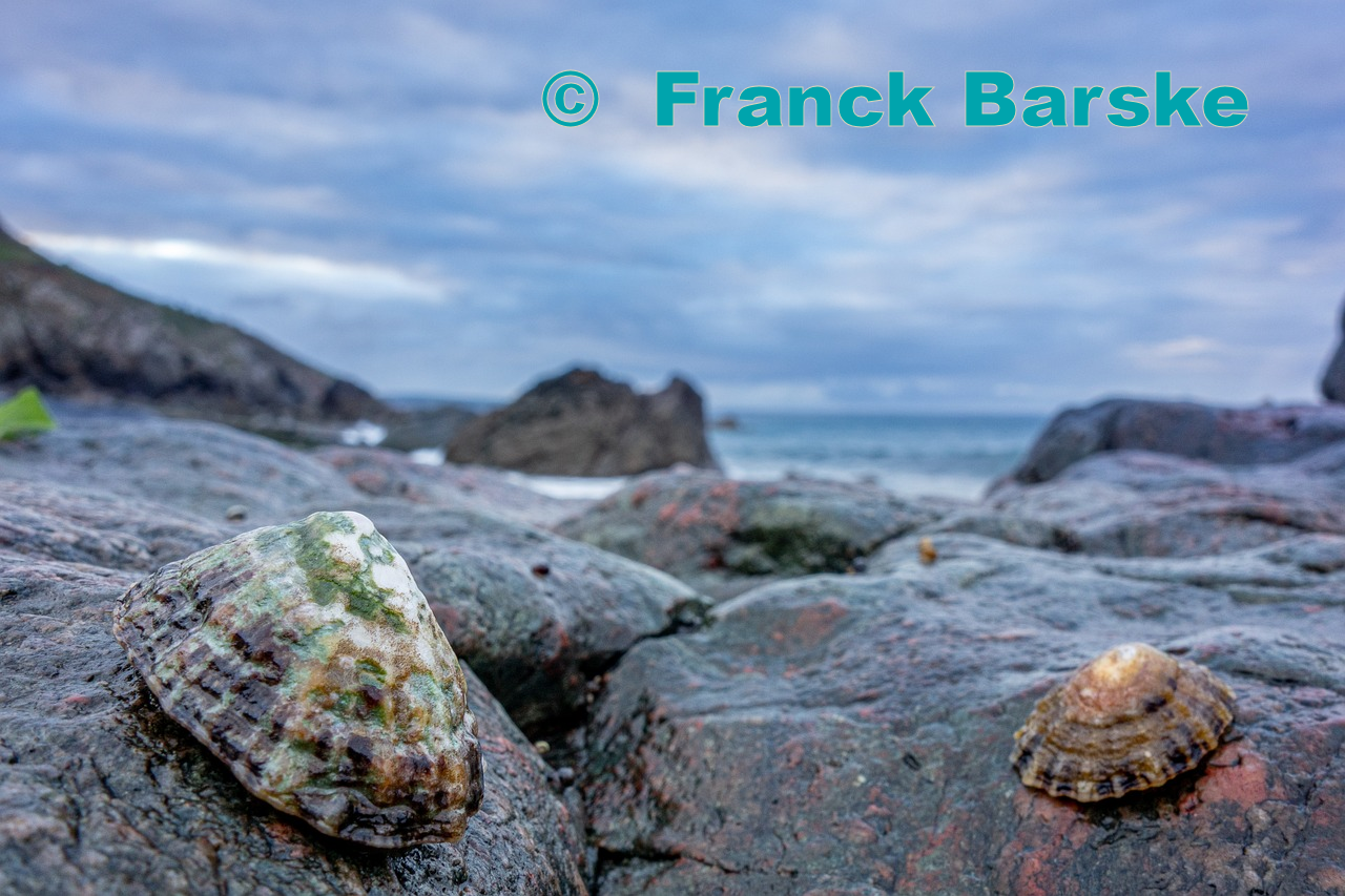 Common Limpet (Patella vulgata) - Diving guru | Marine life