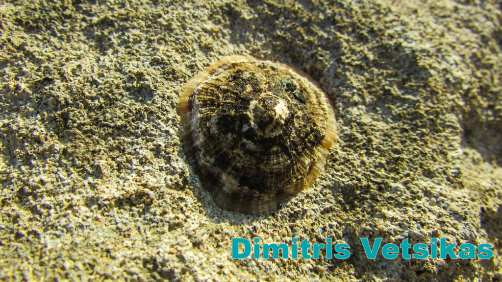 Common Limpet (Patella vulgata) - Diving guru | Marine life