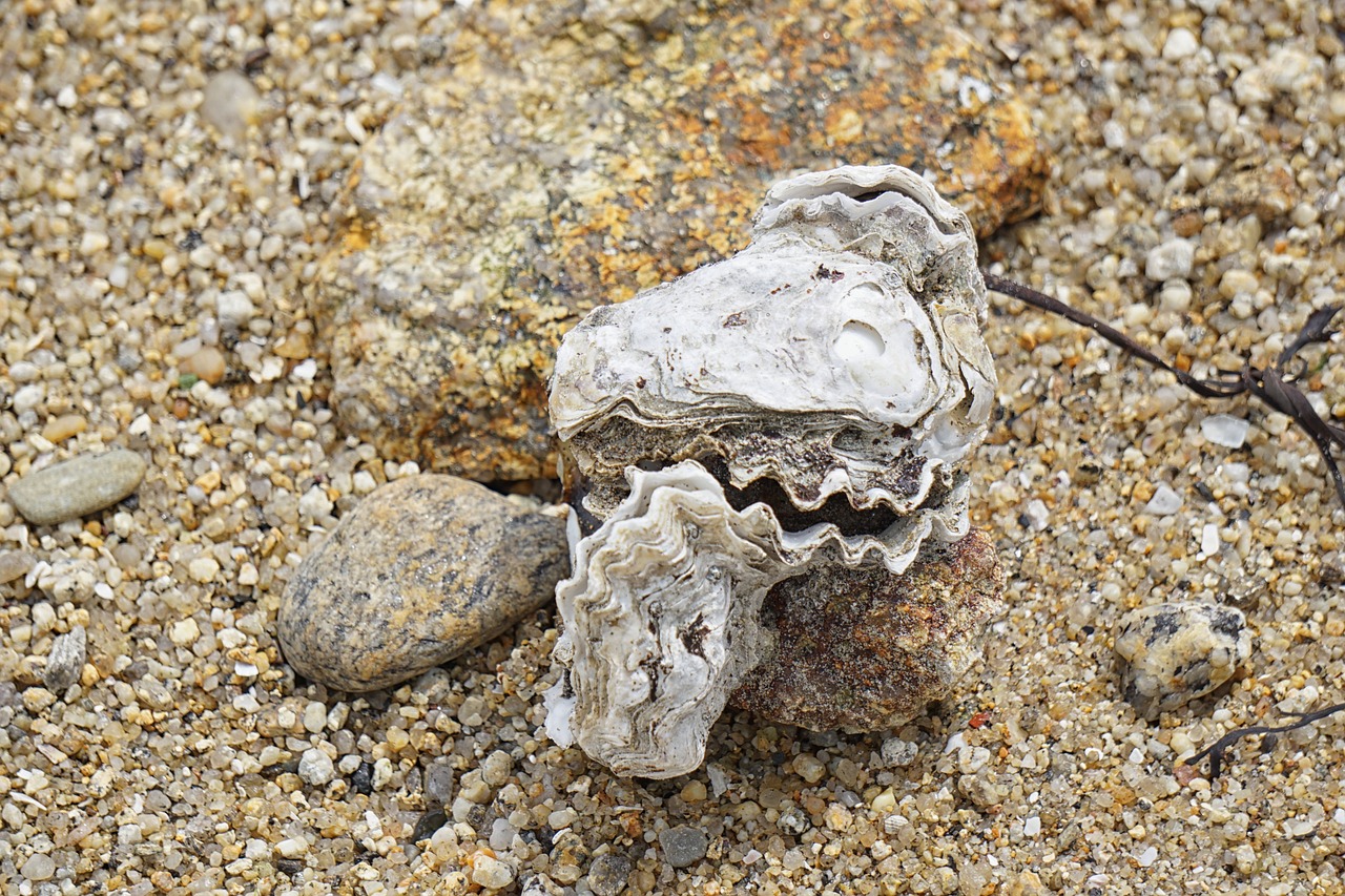 European Flat Oyster (Ostrea edulis) - Diving guru | Marine life