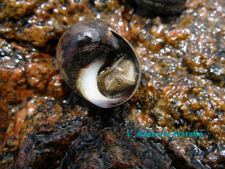 Blue Mussels - Mytilus edulis - Diving guru | Marine life