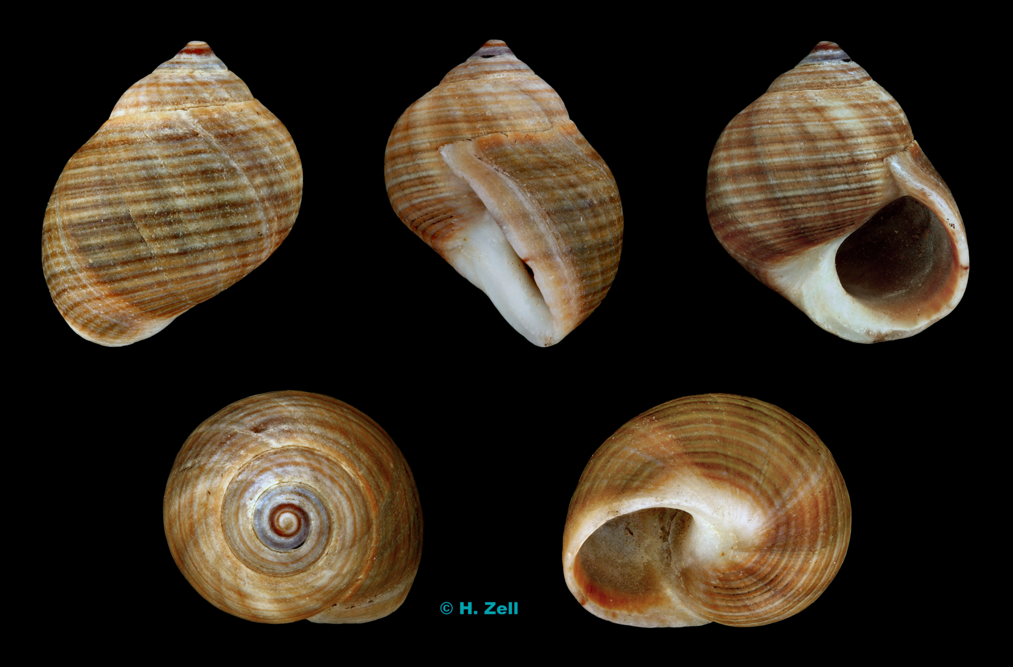 Periwinkle - Littorina littorea - Diving guru | Marine life