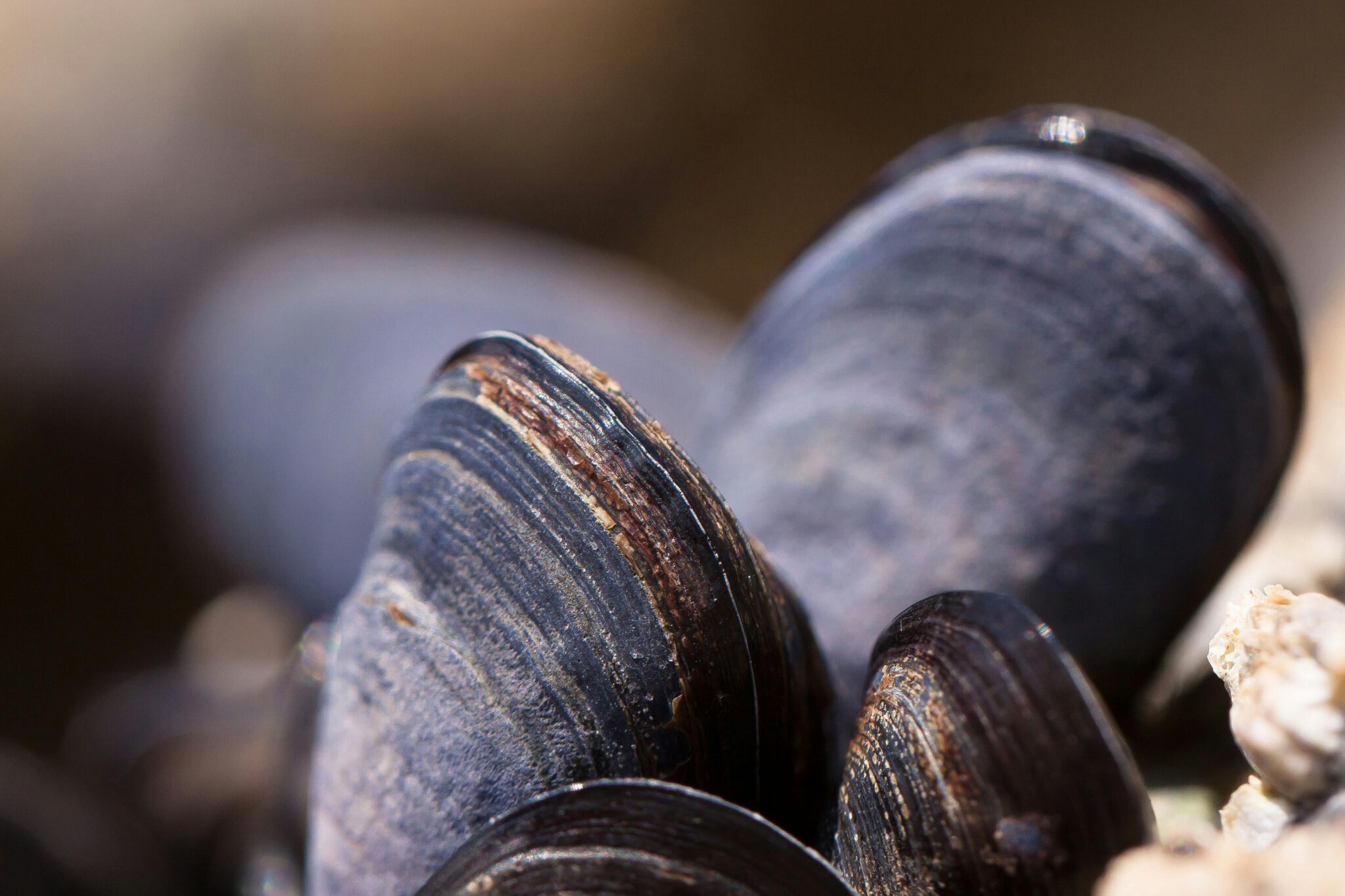 Blue Mussels - Mytilus edulis - Diving guru | Marine life
