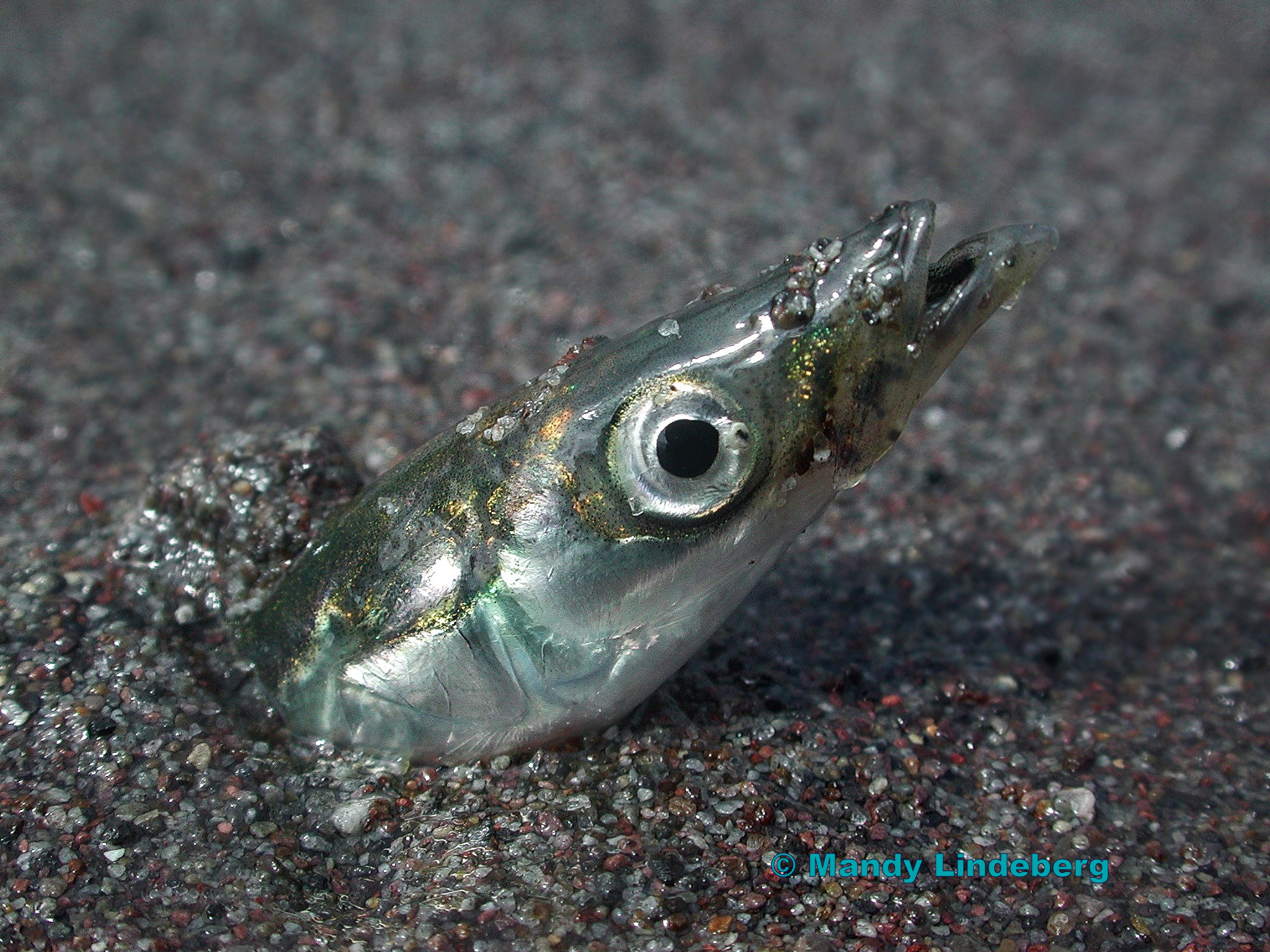 Sand eels (Ammodytes tobianus) - Diving guru | Marine life
