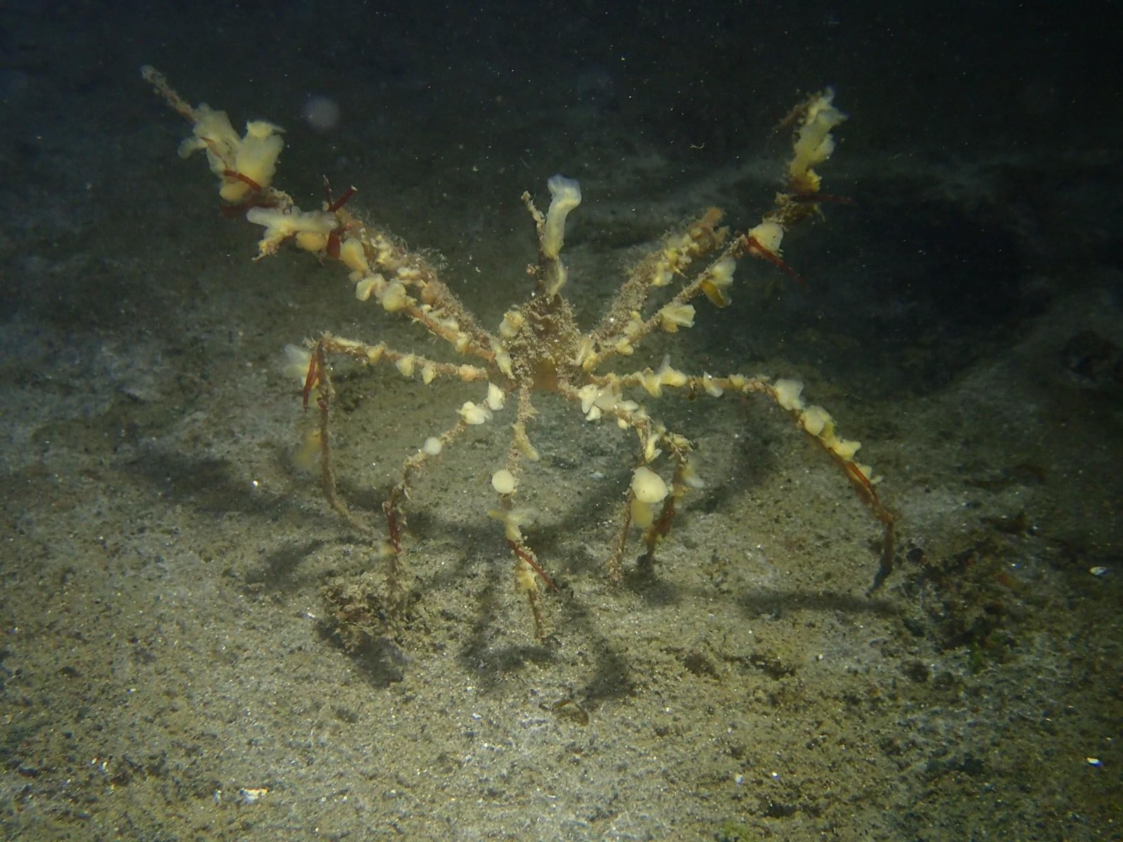 Spider Crab (Hyas araneus) - Diving guru | Marine life