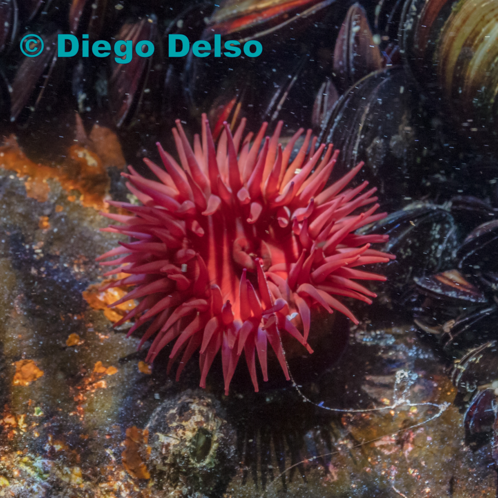 Beadlet Anemone (Actinia equina) - Diving guru | Marine life