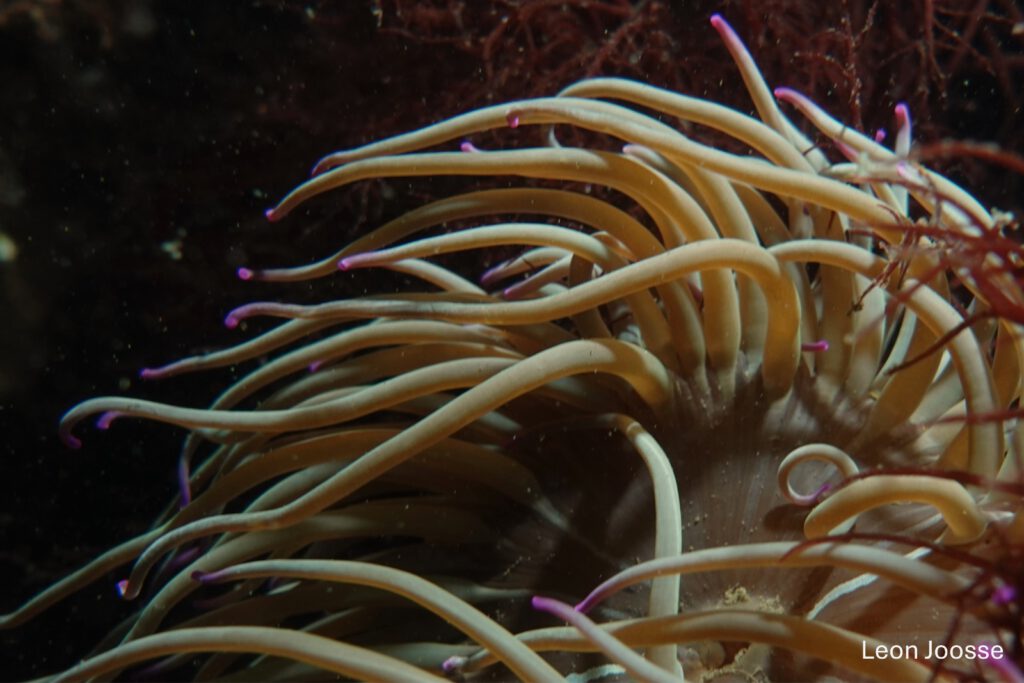 Tube Anemone (Cerianthus membranaceus) - Diving guru | Marine life