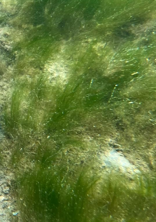 Green Algae (Cladophora spp.) - Diving guru | Marine life